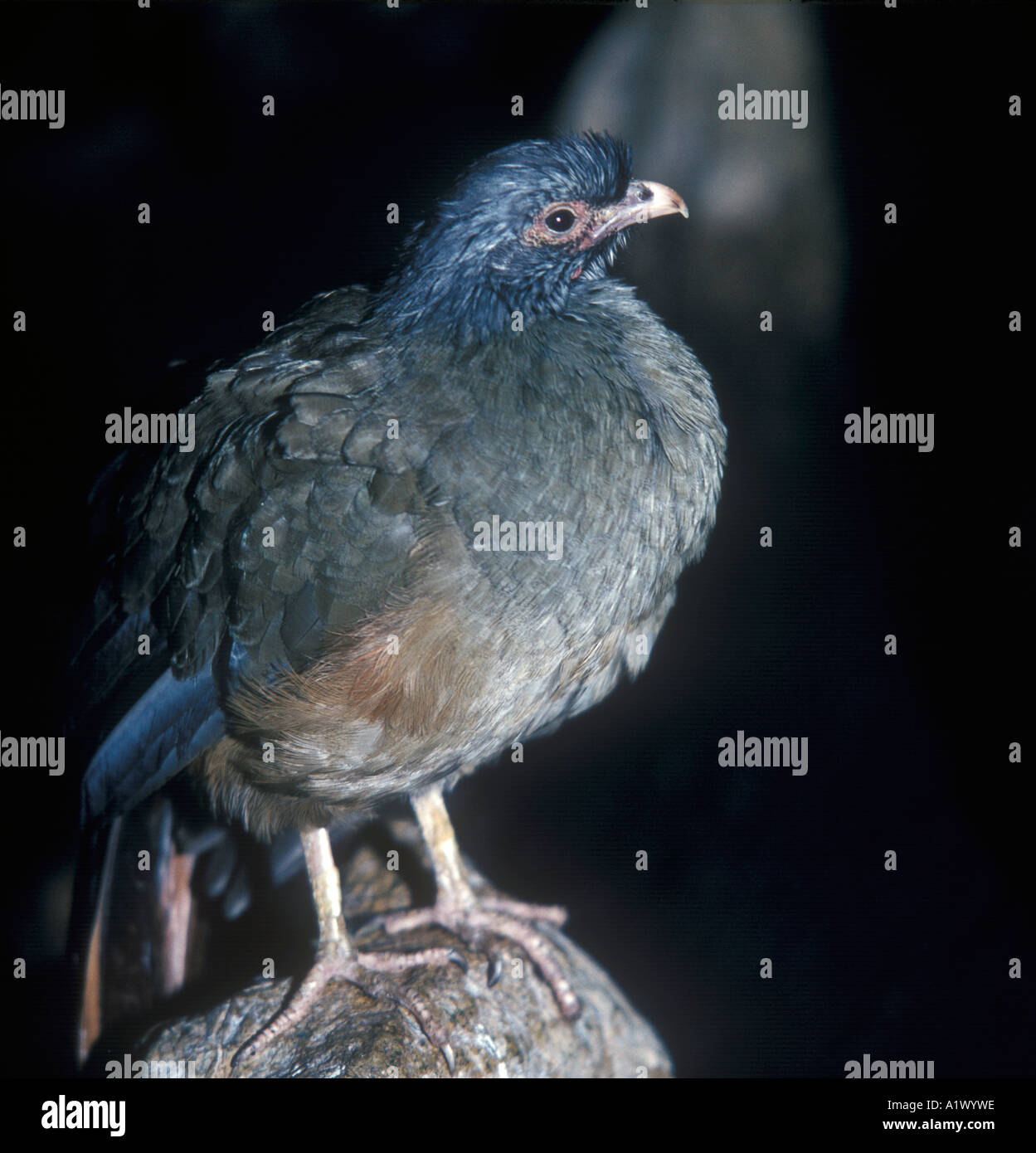 Chaco Grey headed Chachalaca Ortalis canicollis Stock Photo - Alamy