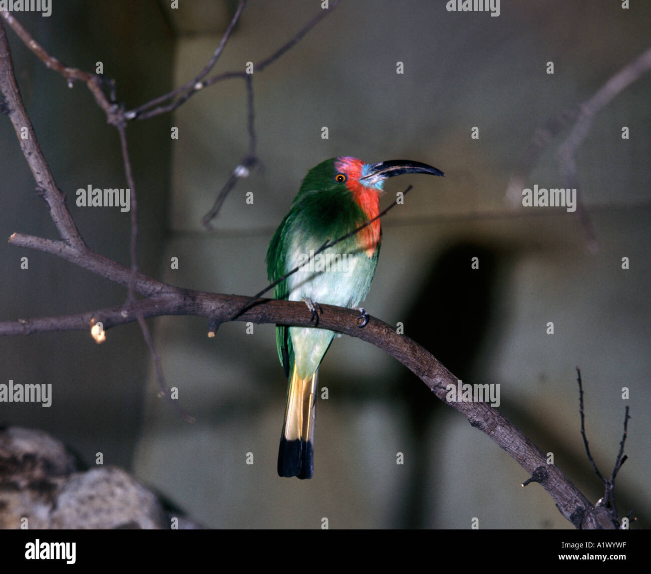 Red bearded bee eater hi-res stock photography and images - Alamy