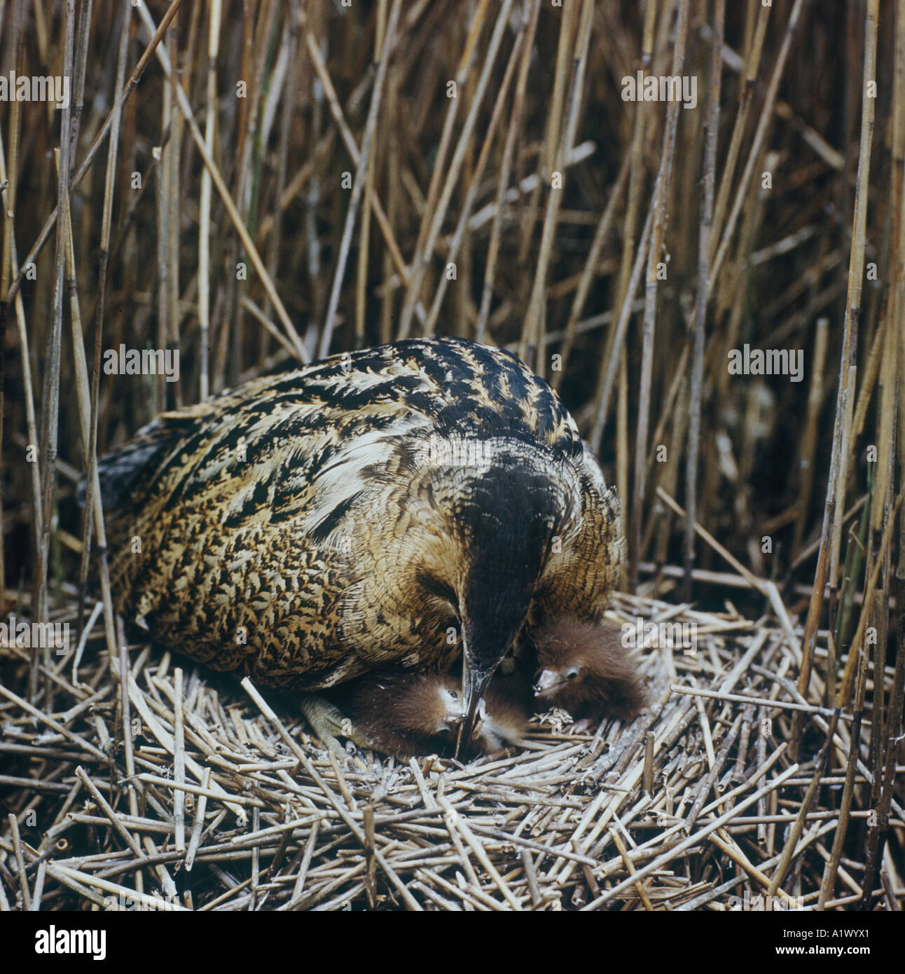 Bittern botaurus stellaris female feeding young nest hi-res stock ...