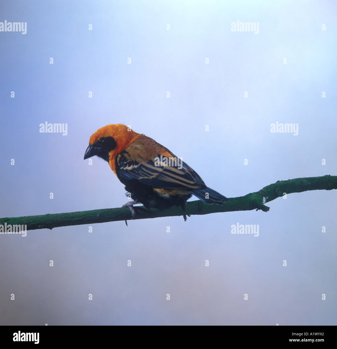 Fire crowned bishop hi-res stock photography and images - Alamy