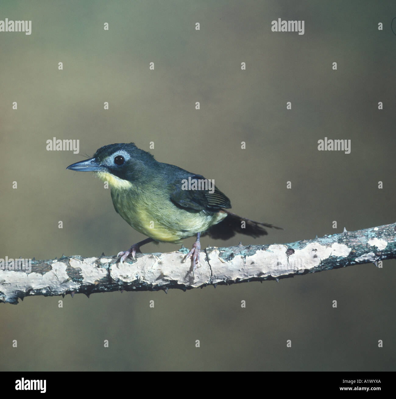 Bleda hi-res stock photography and images - Alamy