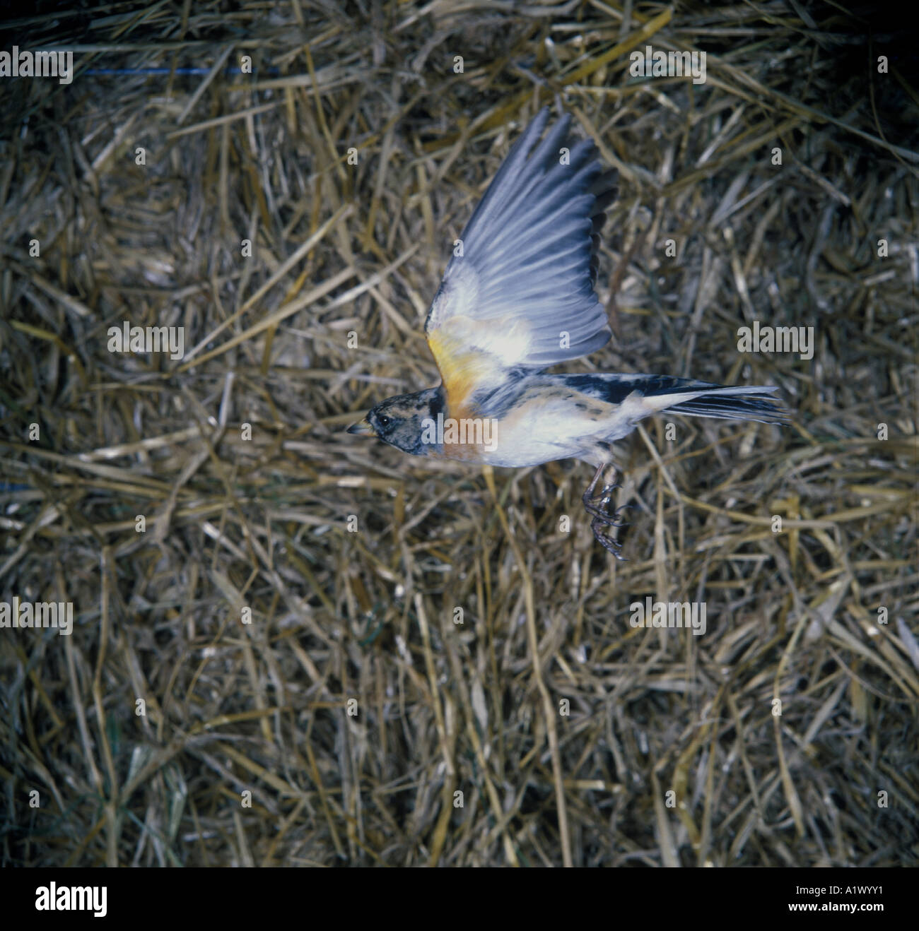 Brambling flying hi-res stock photography and images - Alamy