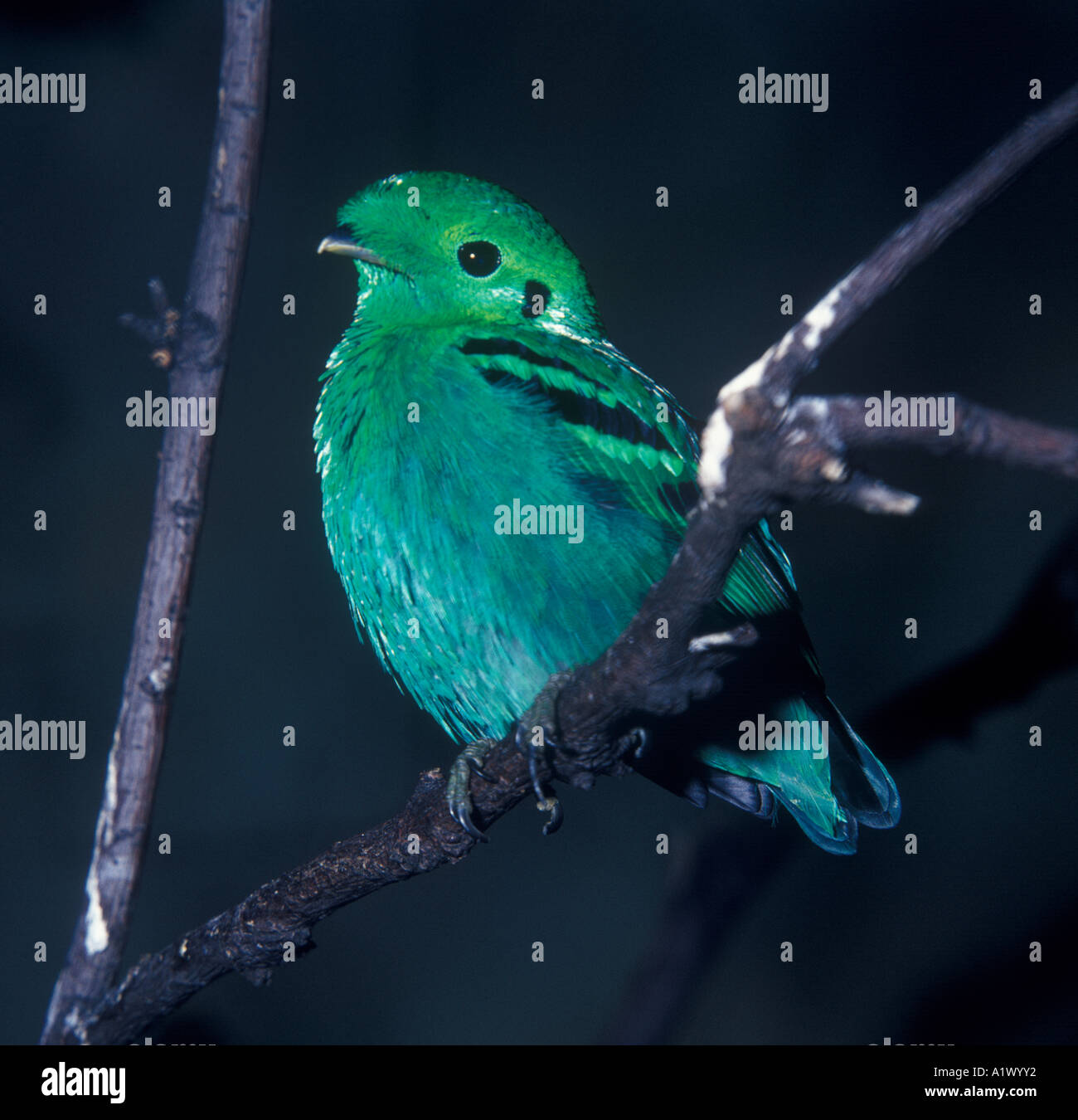 Green Broadbill Calyptomena viridis Stock Photo - Alamy