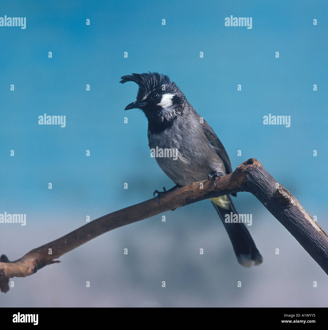 White cheeked bulbul pycnonotus leucogenys Stock Photo - Alamy