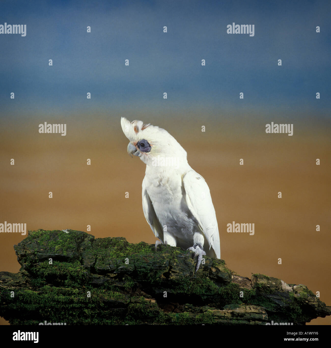 Little Corella cockatoo Cacatua pastinator normantoni Stock Photo - Alamy