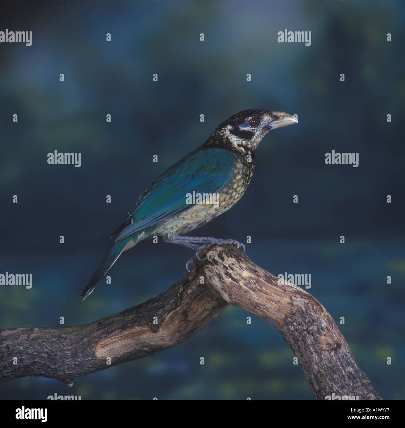 Spotted Catbird Ailuroedus melanotis Stock Photo - Alamy