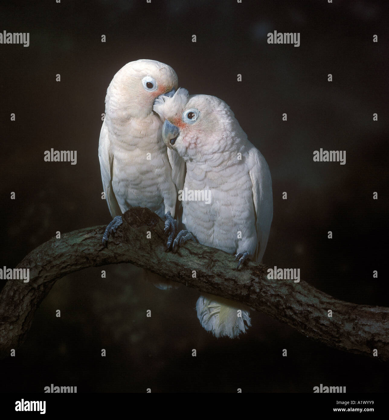 Goffin's Cockatoo Cacatua goffini Stock Photo - Alamy