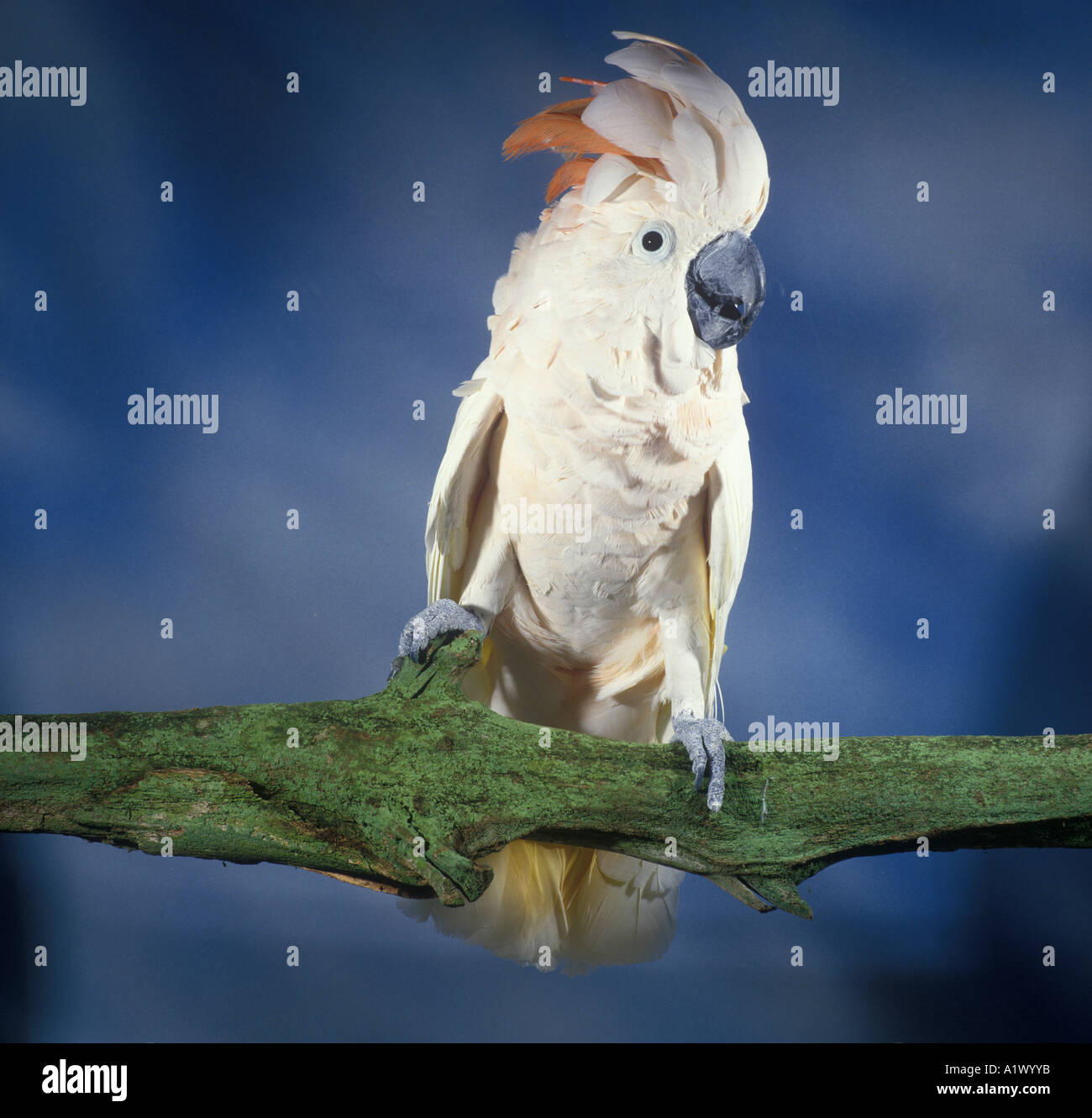 Moluccan Cockatoo cacatua moluccensis Stock Photo - Alamy