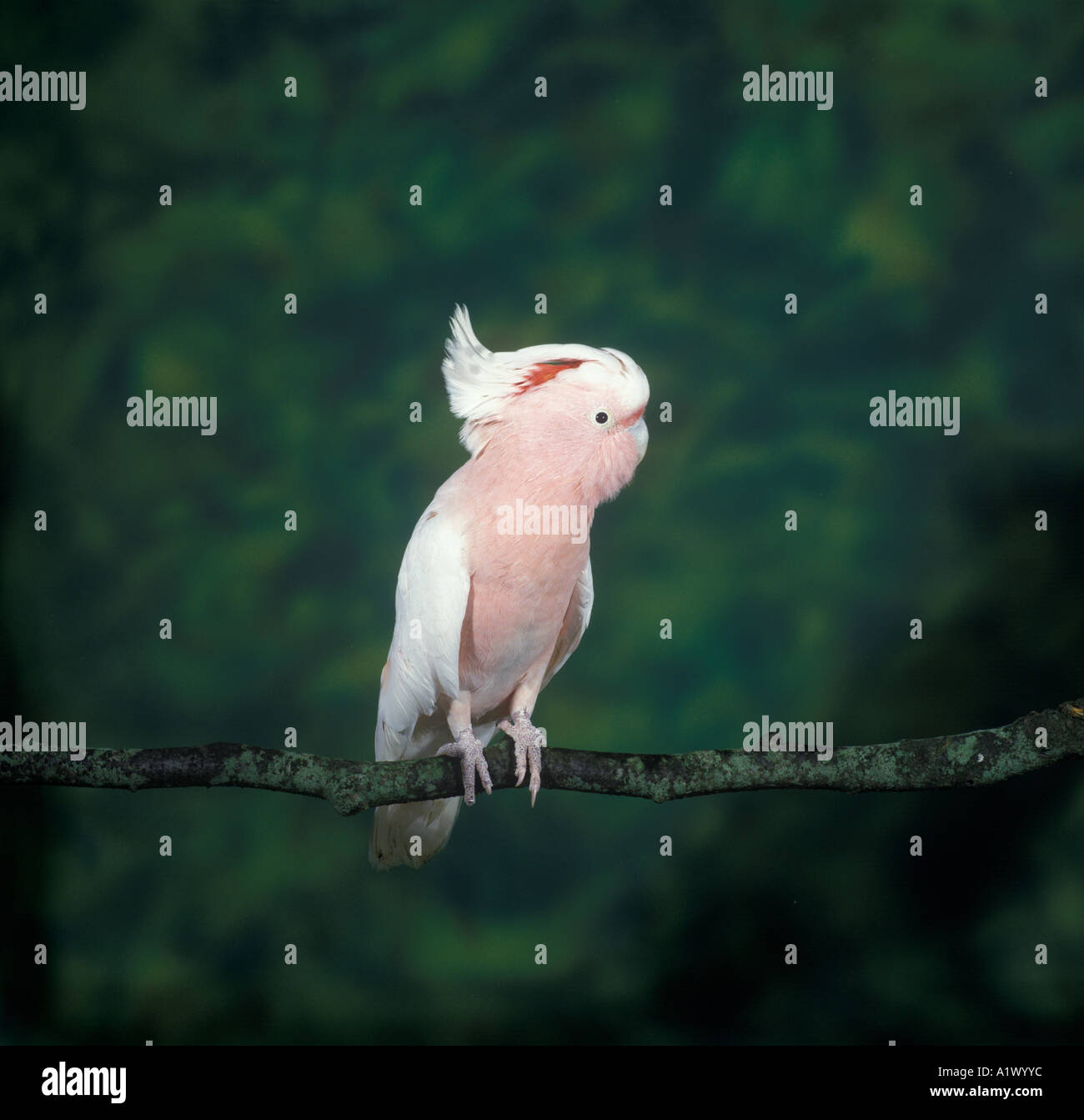 Leadbeater hi-res stock photography and images - Alamy