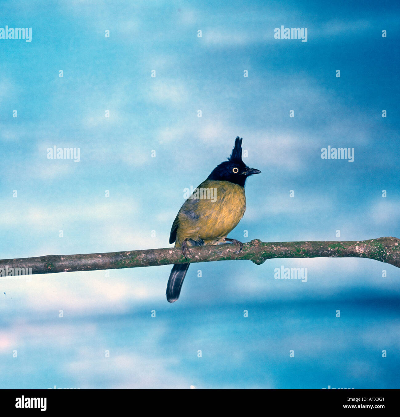 Black crested Bulbul Pycnonotus melanicterus Stock Photo - Alamy