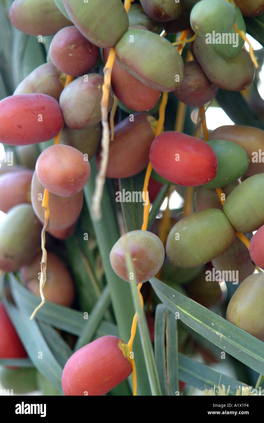 Red palm seeds growing tree hi-res stock photography and images - Alamy