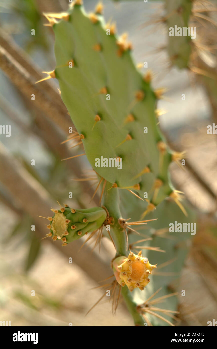 Cactus Futaisi Island Abu Dhabi UAE Stock Photo - Alamy