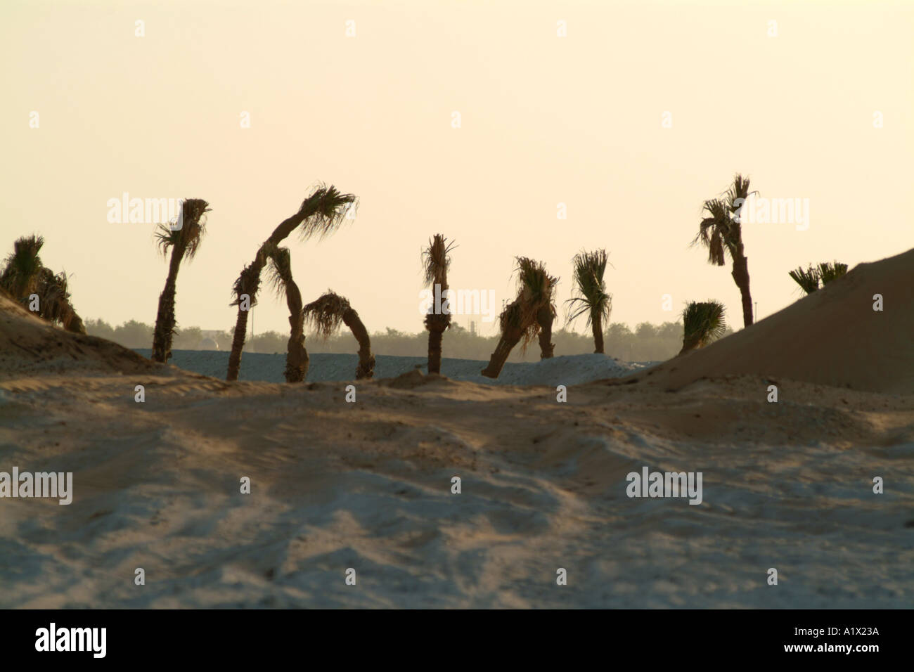 Abu dhabi beach trees hi-res stock photography and images - Alamy