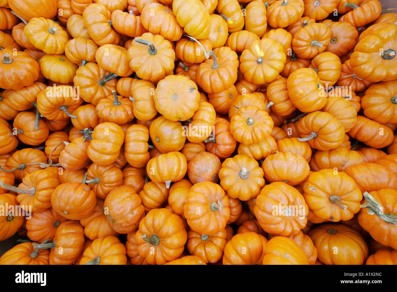 Lots of pumpkins hi-res stock photography and images - Alamy