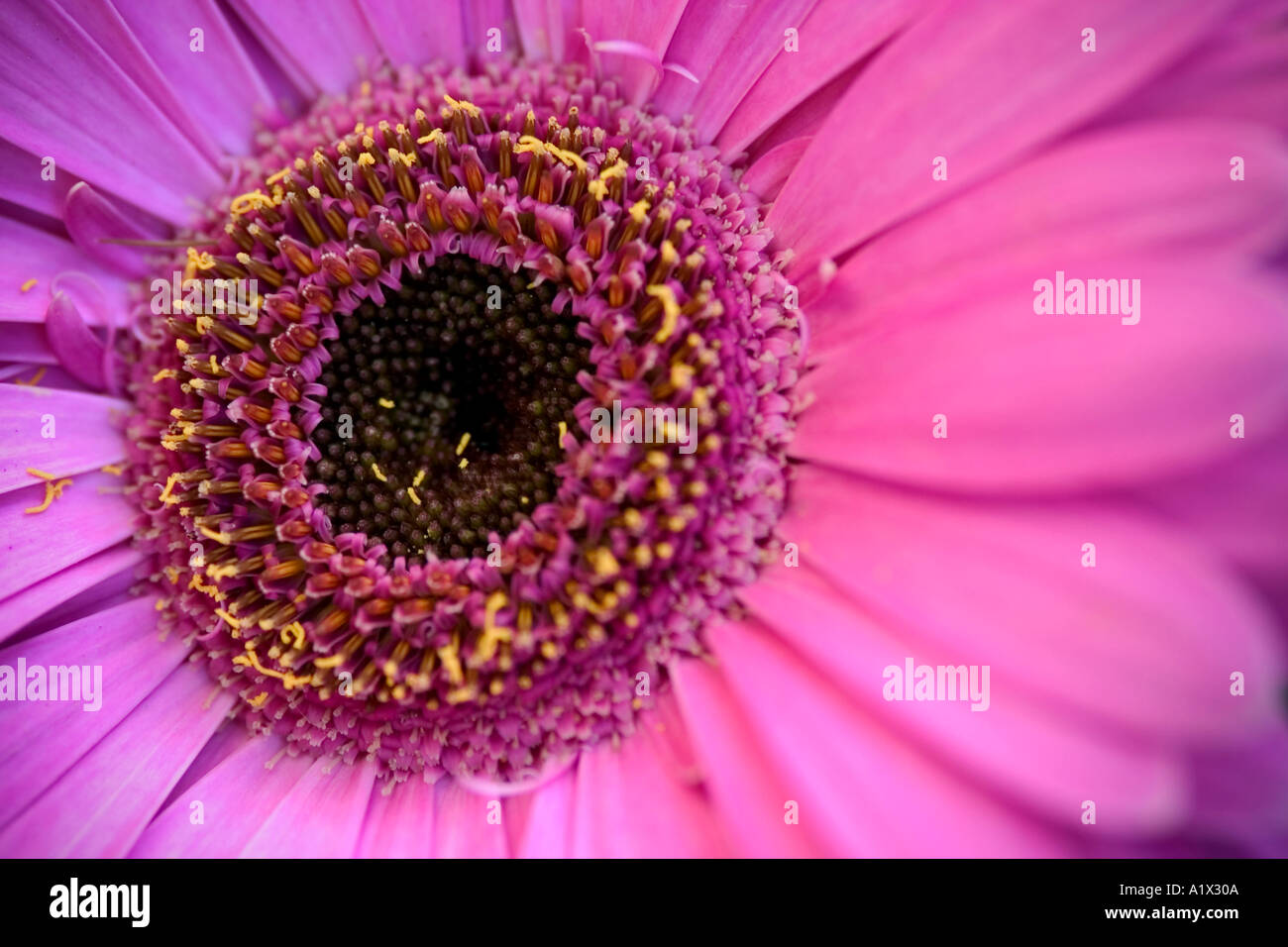 Hot Pink Gerbera Daisy Stock Photo - Alamy