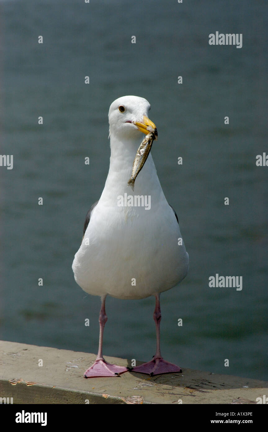 sea gull portrait with minnow facing camera Stock Photo - Alamy