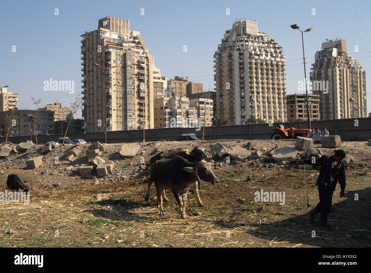 Buffaloes egypt hi-res stock photography and images - Alamy