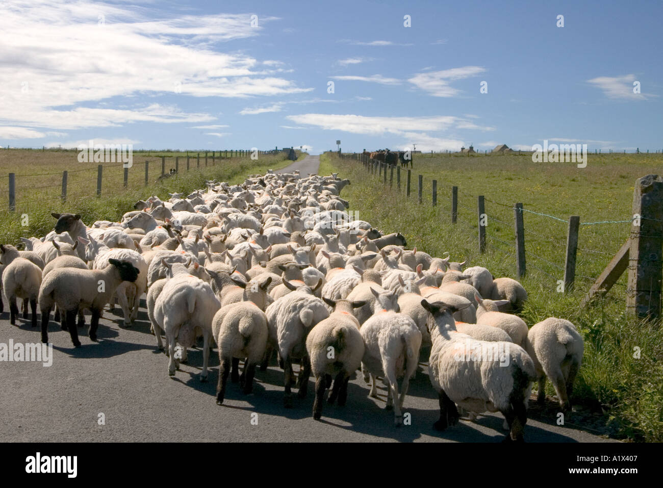 Roadblock hi-res stock photography and images - Alamy