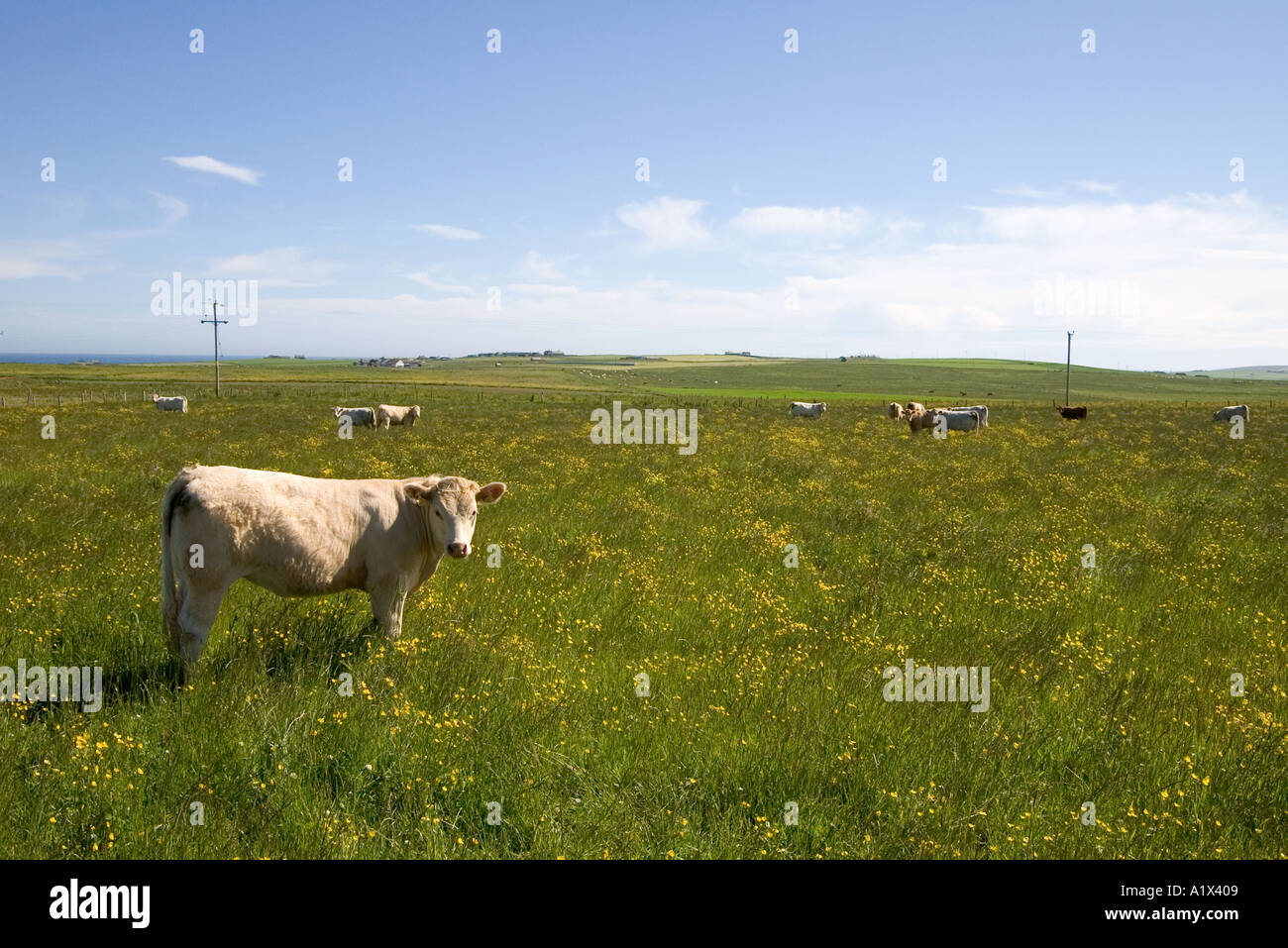 Beef cowherd hi-res stock photography and images - Alamy