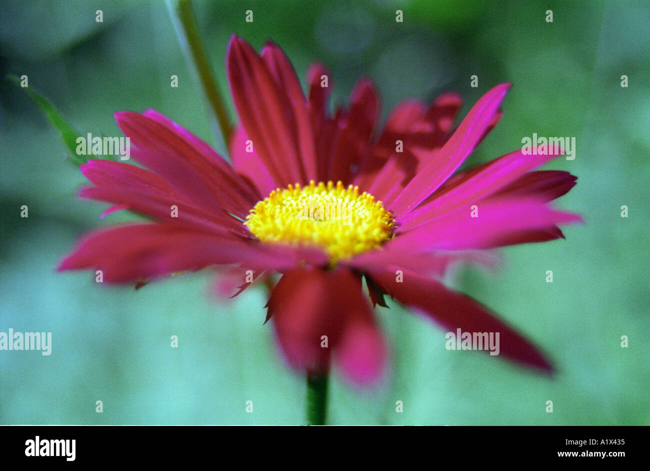 Pyrethrum Chrysanthemum Stock Photos & Pyrethrum Chrysanthemum Stock ...