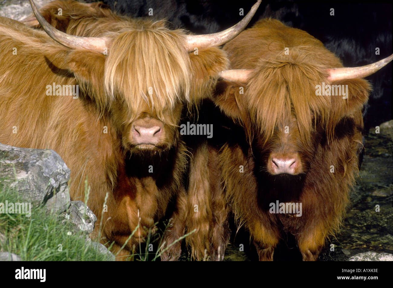 Scottish Highland Cattle Stock Photo - Alamy
