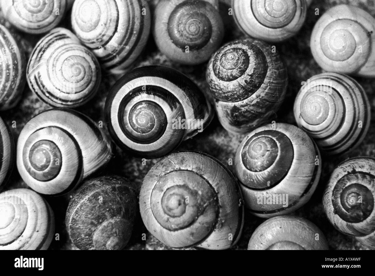 English garden snail Black and White Stock Photos & Images - Alamy