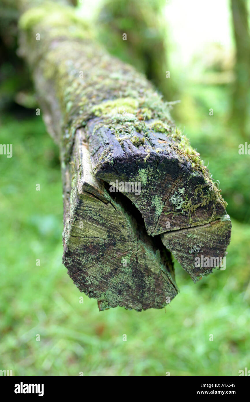 Exposed cut log end Stock Photo - Alamy