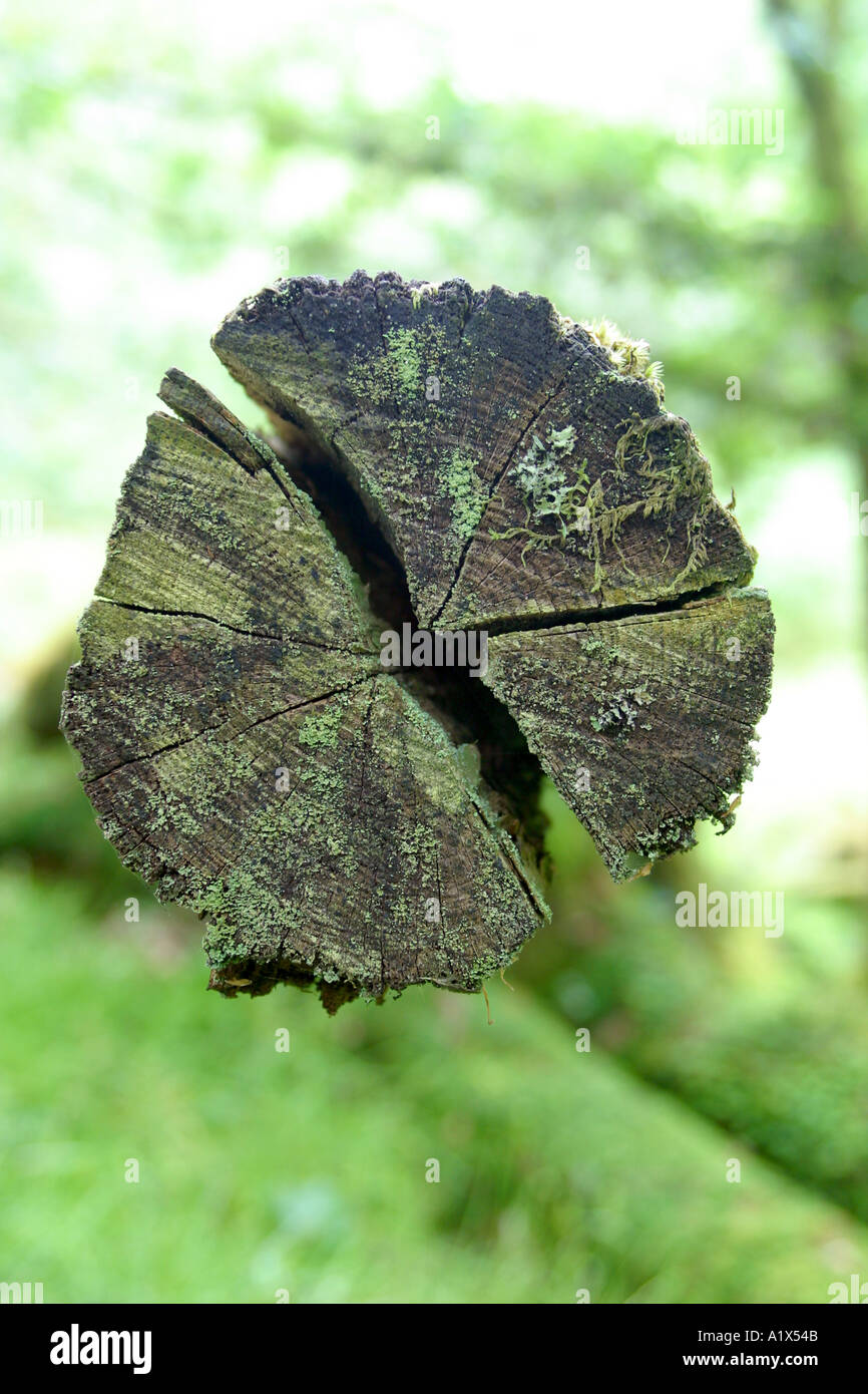 Exposed cut log end Stock Photo - Alamy