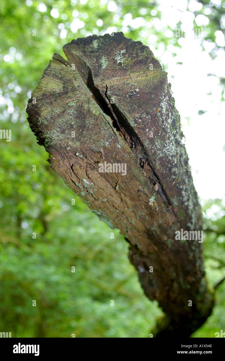 Exposed cut log end Stock Photo - Alamy