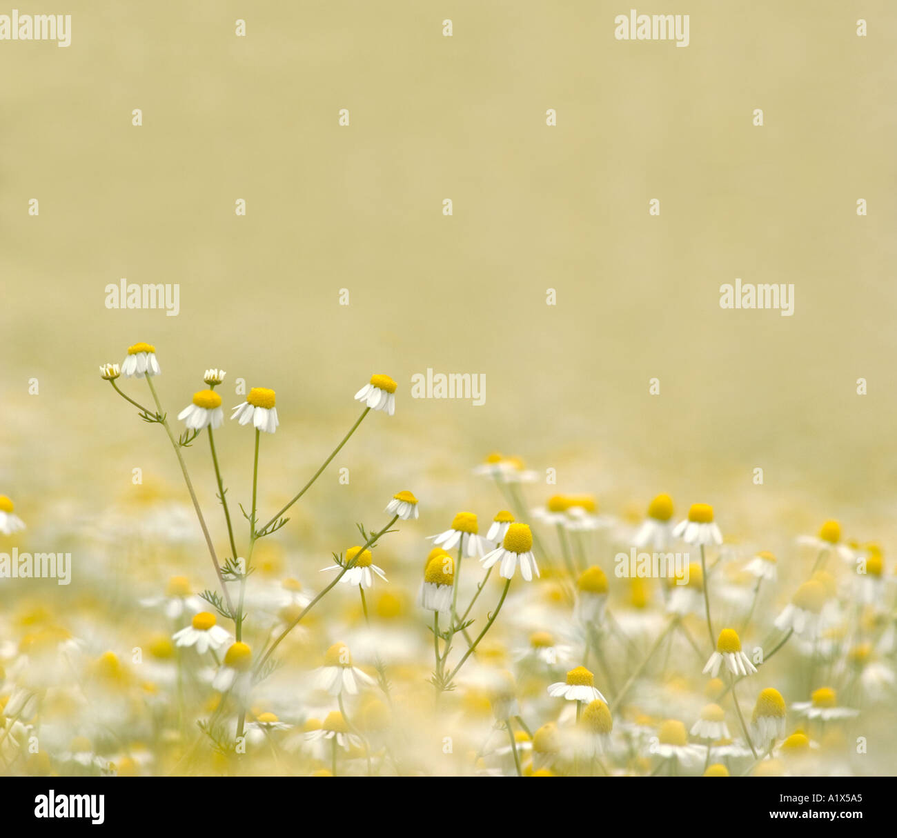 german chamomile chamomilla recutita Matricaria chamomilla Germany ...