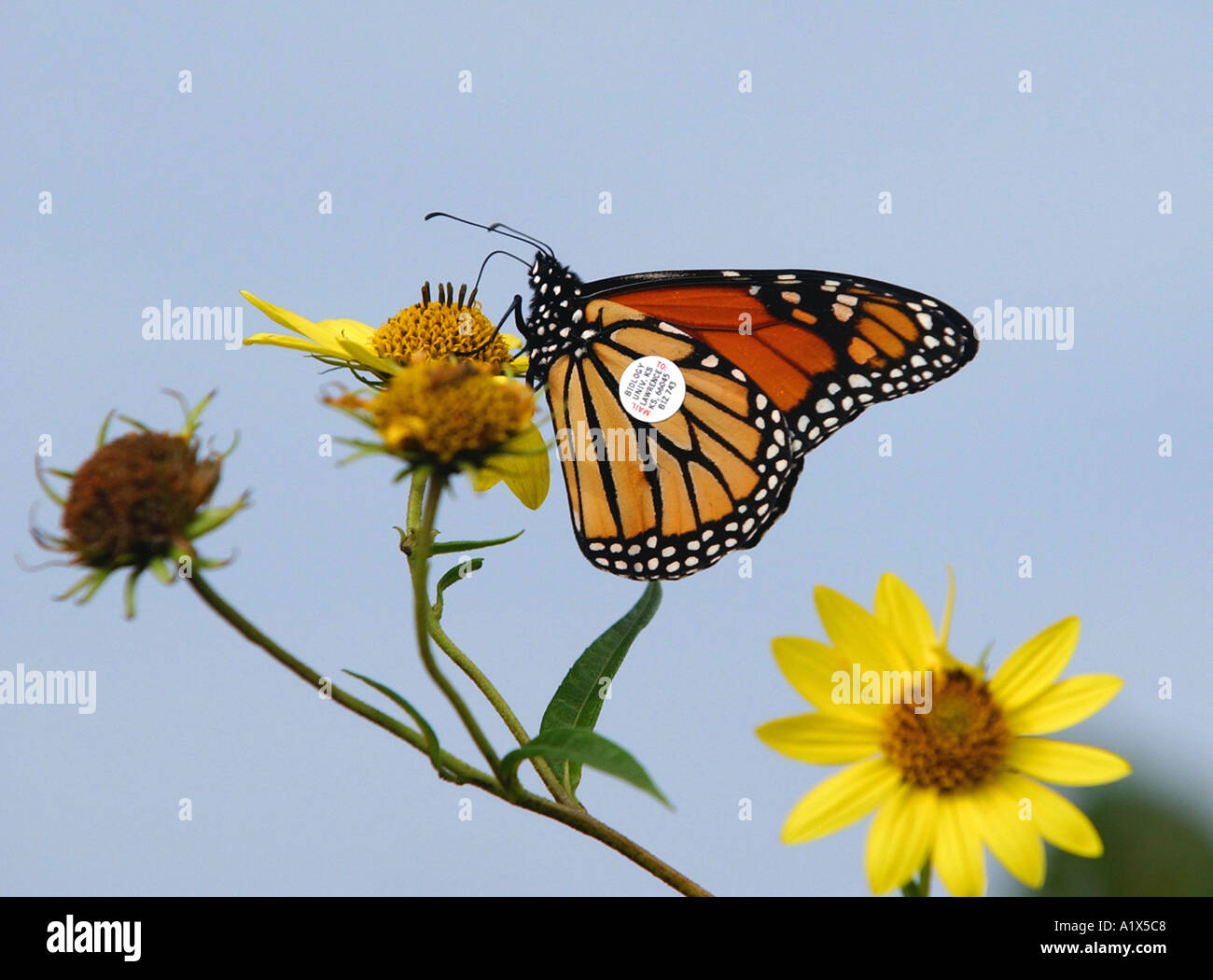 A newly tagged and freed Monarch butterfly on a flower at Hammonasset ...