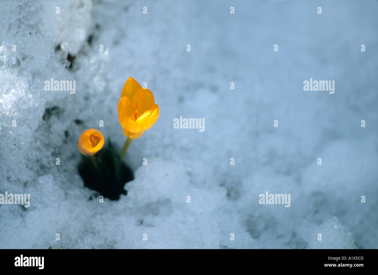 Two yellow crocusses in hi-res stock photography and images - Alamy