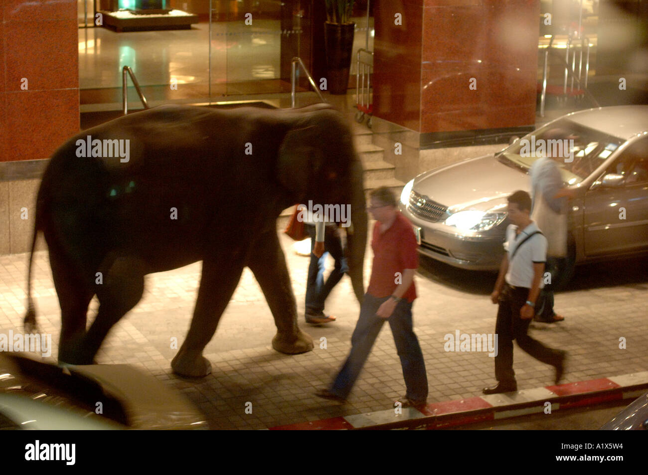 Elephant on a street at night in Bangkok Thailand Stock Photo - Alamy