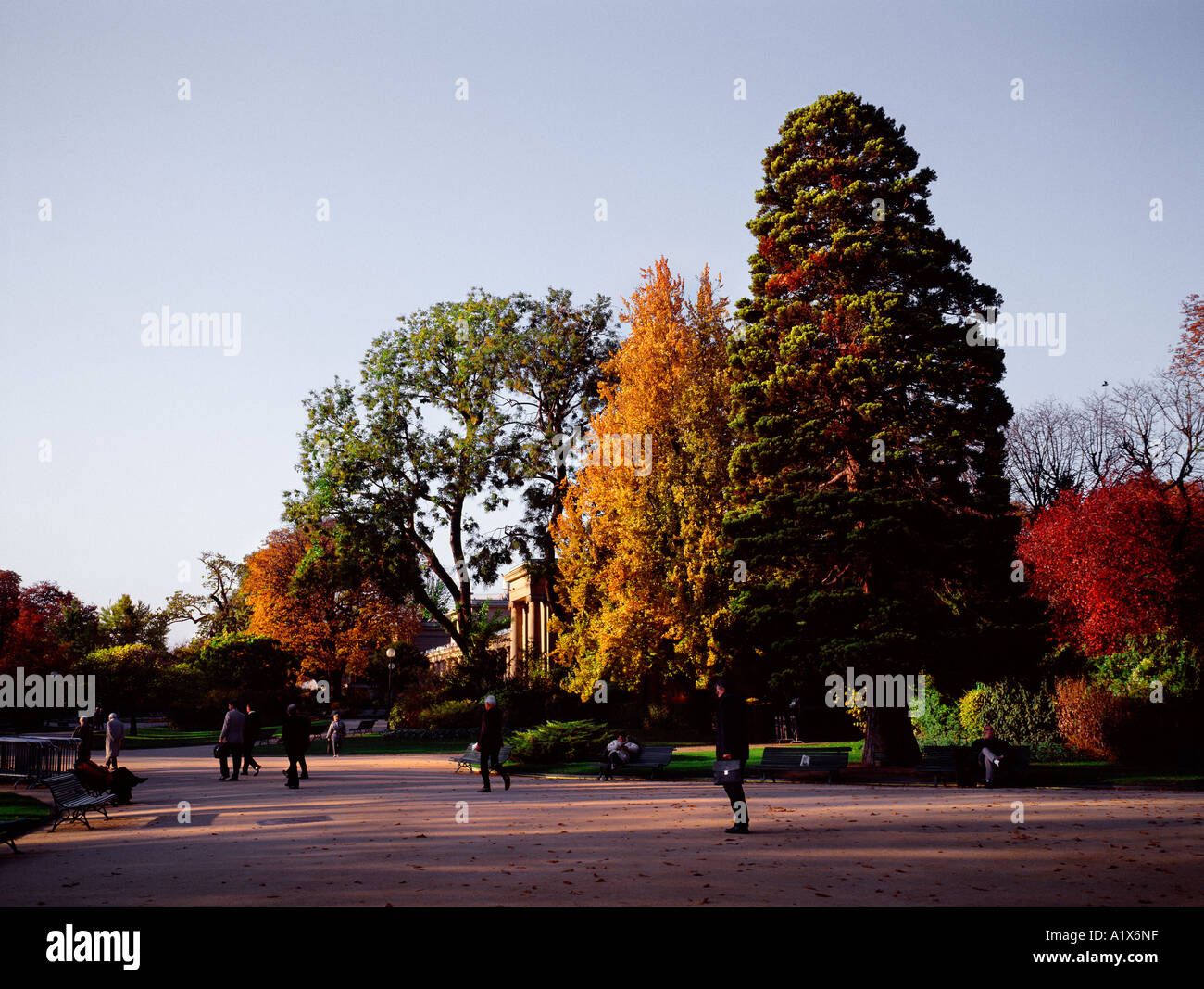 Big pines path hi-res stock photography and images - Alamy