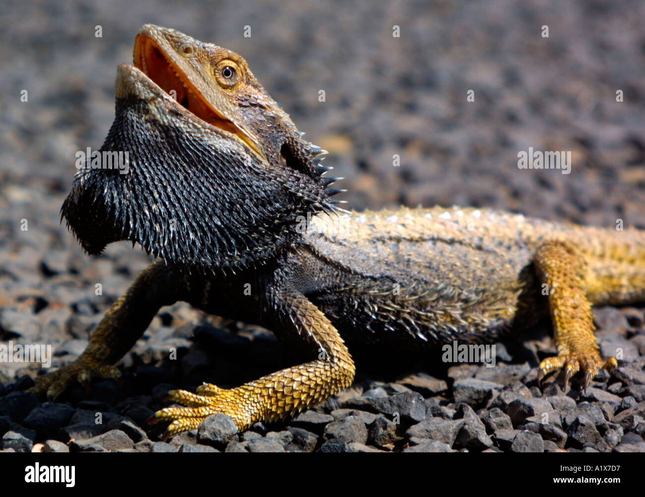 An Australian inland bearded dragon in an alert state Stock Photo - Alamy