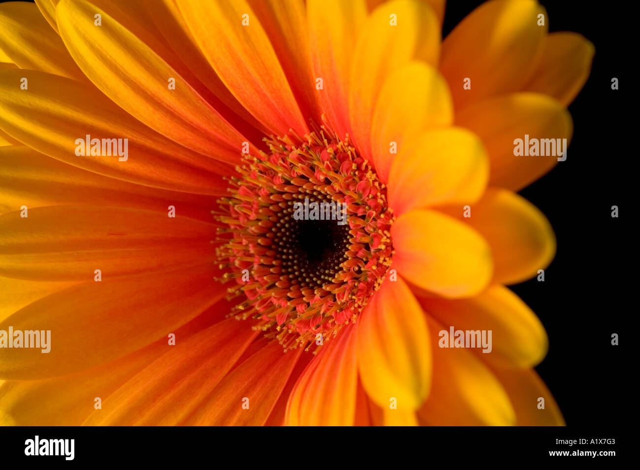 gerbera close up Stock Photo - Alamy