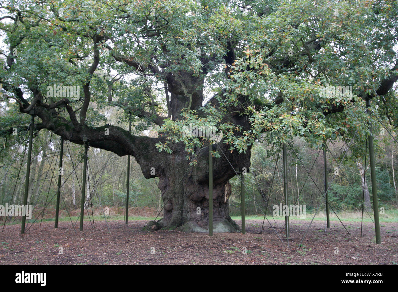 major oak sherwood forest tree nottinghamshire england uk gb Stock ...