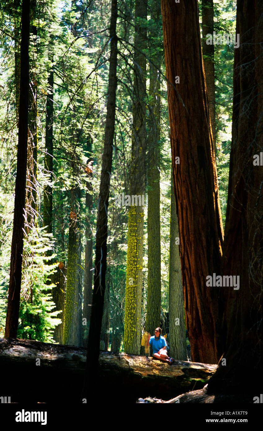 Female tourist sitting on fallen log of giant Sequoia trees Sequoia ...