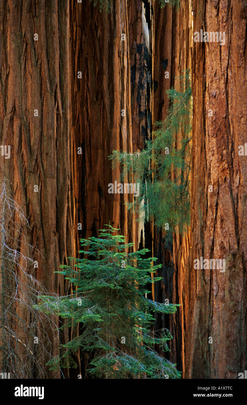 Green shoots and trunks of Giant Sequoia trees Sequoia sempervirens ...