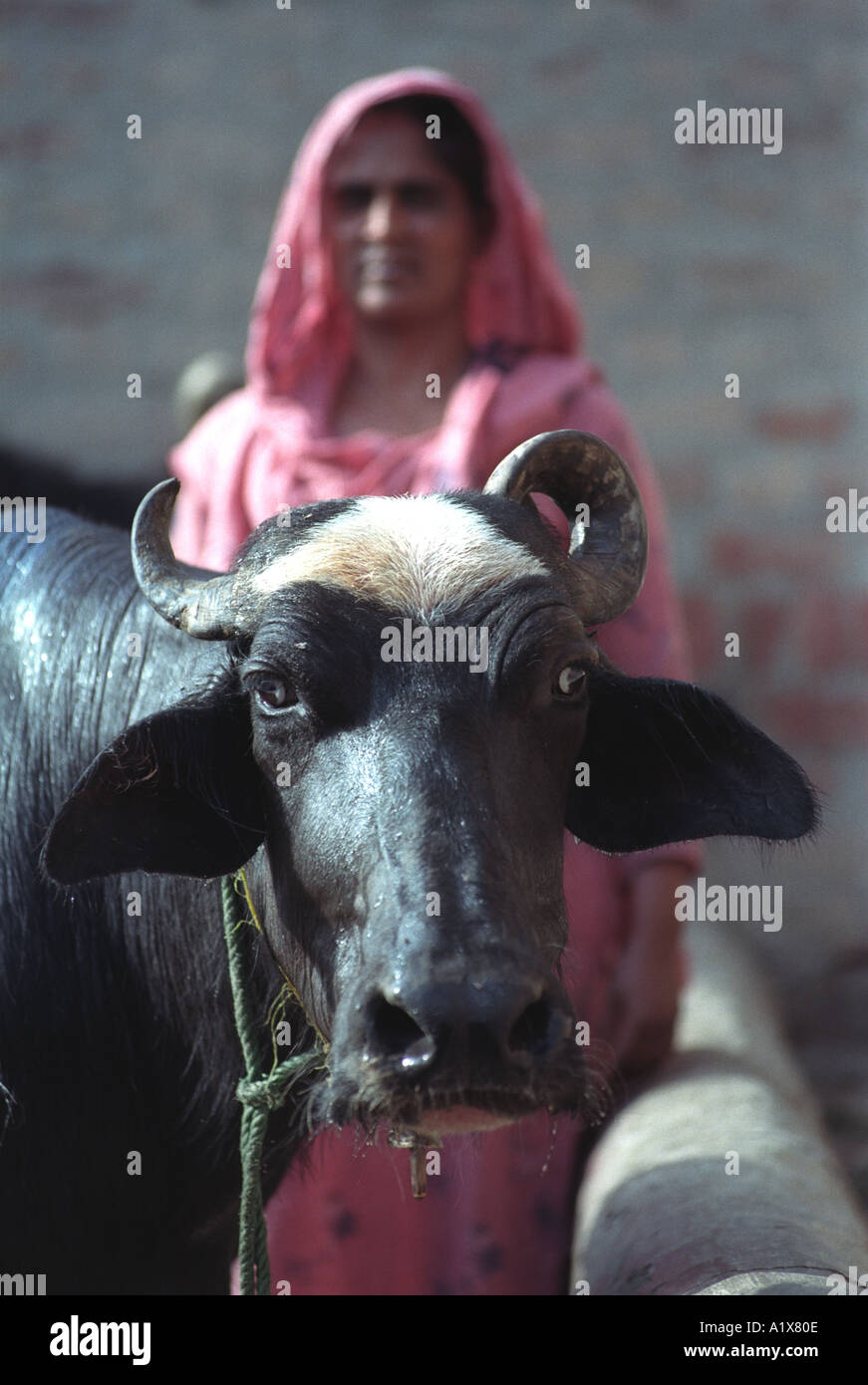 Pakistani lady and buffalo in her back yard Pakistan Stock Photo - Alamy