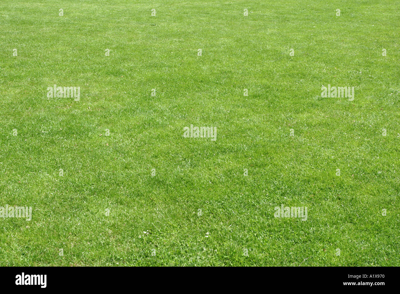 Cut grass lawn Stock Photo - Alamy