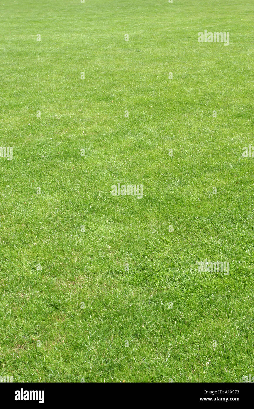 Cut grass lawn Stock Photo - Alamy