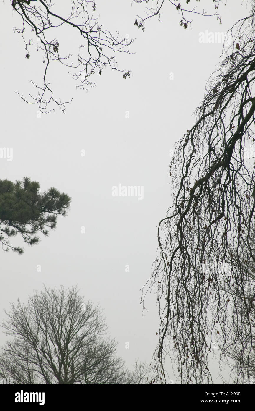 Branches in black and white hi-res stock photography and images - Alamy