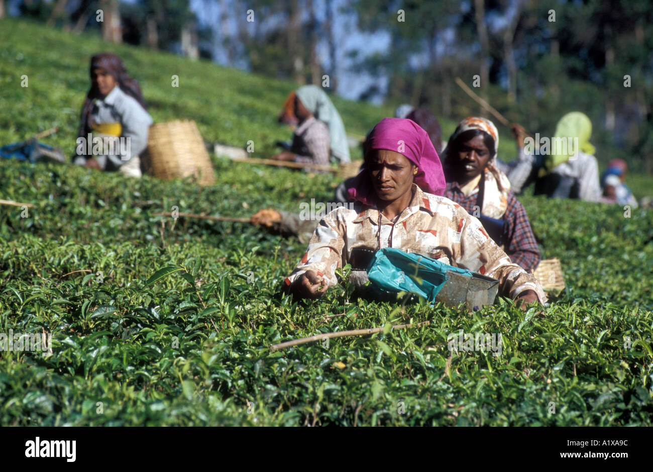 Picking tea India Stock Photo - Alamy