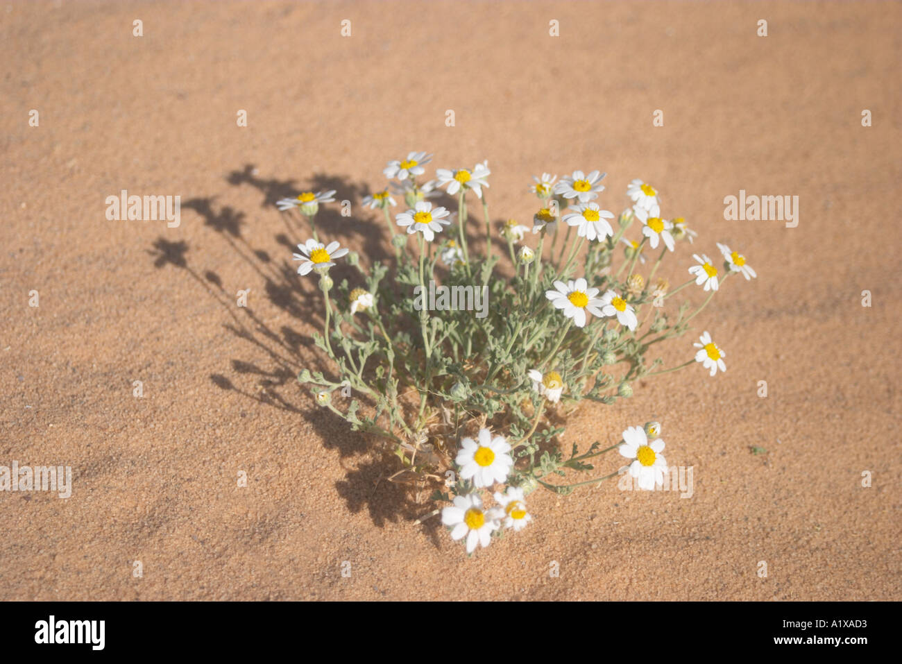 Flowers growing in the Desert of Sin Sinai Peninsula Egypt Stock Photo ...