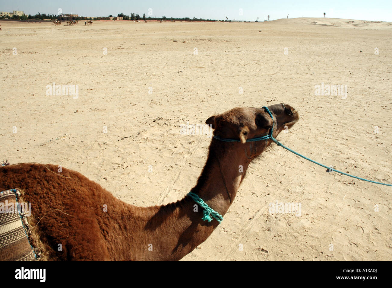 Tour on camels in Douz oasis in Tunisia, Sahara Desert Stock Photo - Alamy