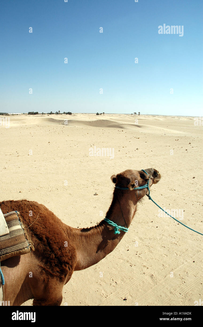 Tour on camels in Douz oasis in Tunisia, Sahara Desert Stock Photo - Alamy