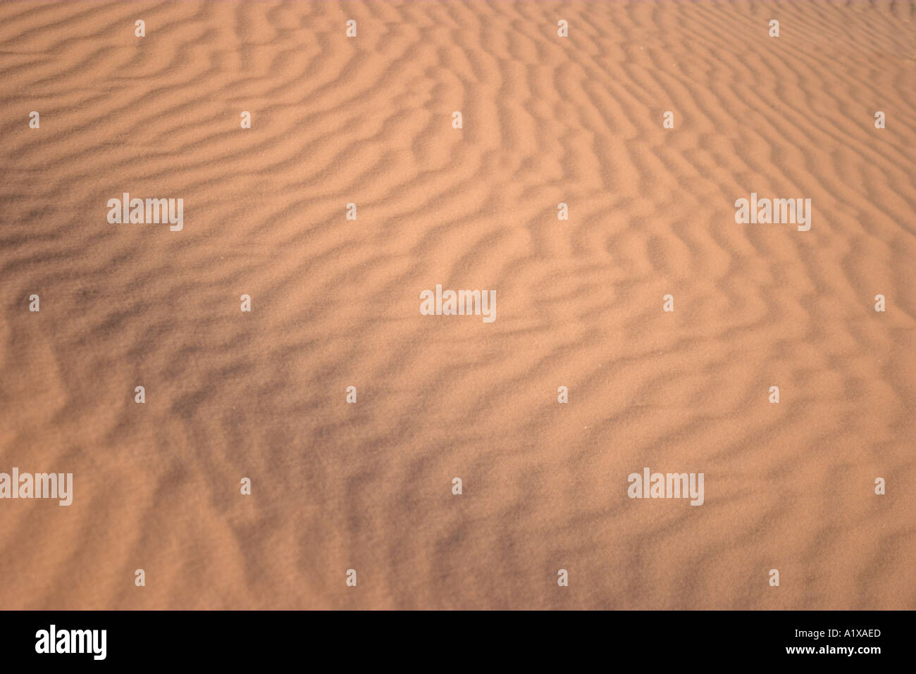 Patterns in the Sand The Desert of Sin Sinai Peninsula Egypt Stock ...