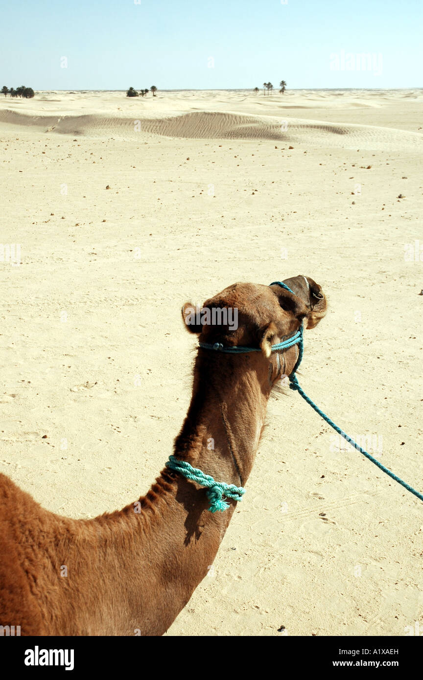 Tour on camels in Douz oasis in Tunisia, Sahara Desert Stock Photo - Alamy