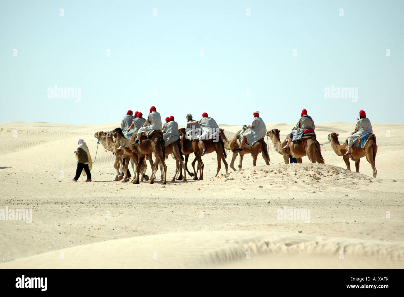 Tour on camels in Douz oasis in Tunisia, Sahara Desert Stock Photo - Alamy